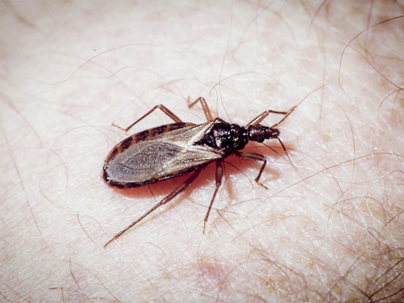 Aparição do inseto transmissor da doença de Chagas [...] - MD Controle ...