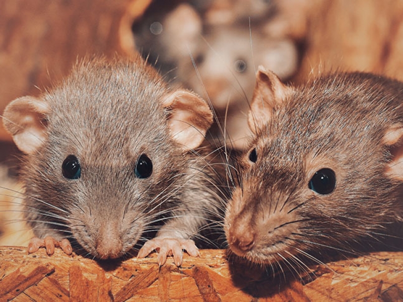 A importância da limpeza após uma infestação de ratos - MD Controle de ...