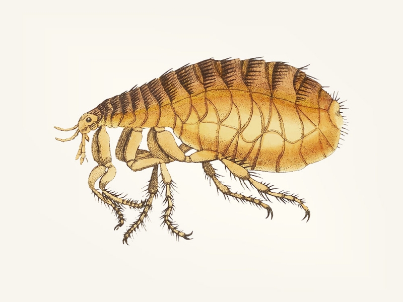 Pulgas: Saiba mais sobre essa praga - MD Controle de pragas