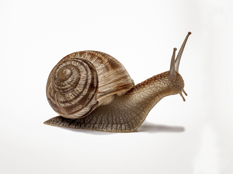 Proliferação de caramujos cresce em época de chuvas - MD Controle de pragas