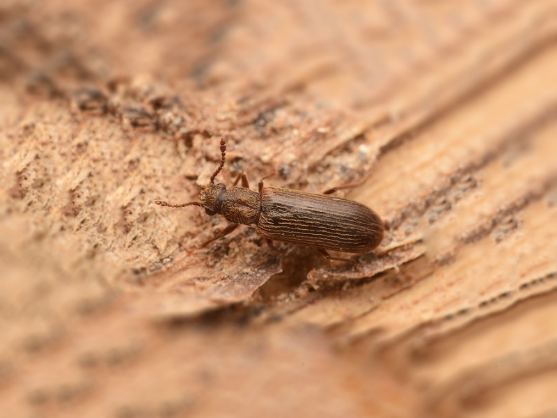 Bicho Que Come Madeira Faz Barulho - RETOEDU