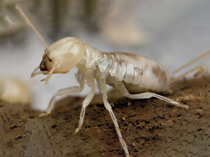 A diferença entre cupins voadores e cupins de madeira - MD Controle de ...