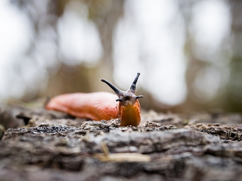 Lesmas: Fique por dentro - MD Controle de pragas