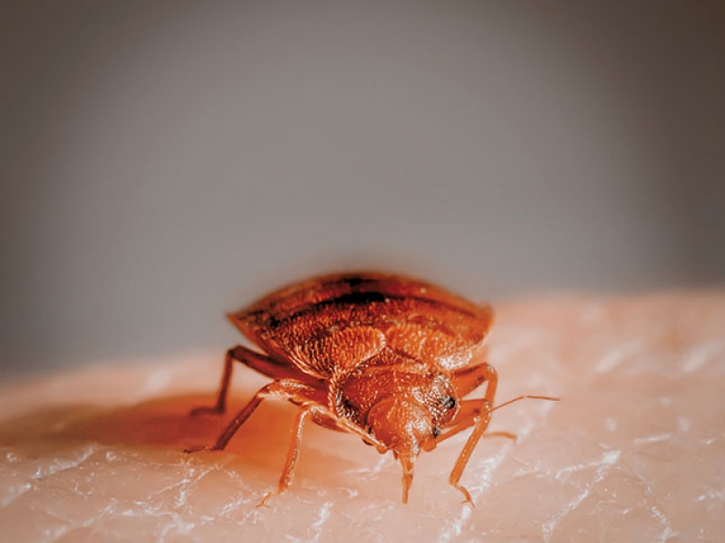 Percevejo de cama - Conheça os sintomas e tratamento - MD Controle de ...