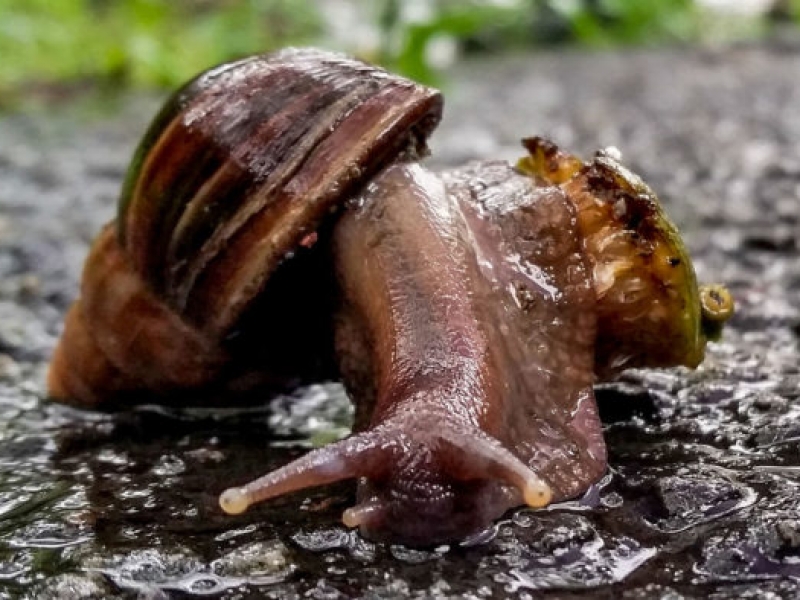 Fotos De Caramujos Que Transmitem Doenças - FDPLEARN